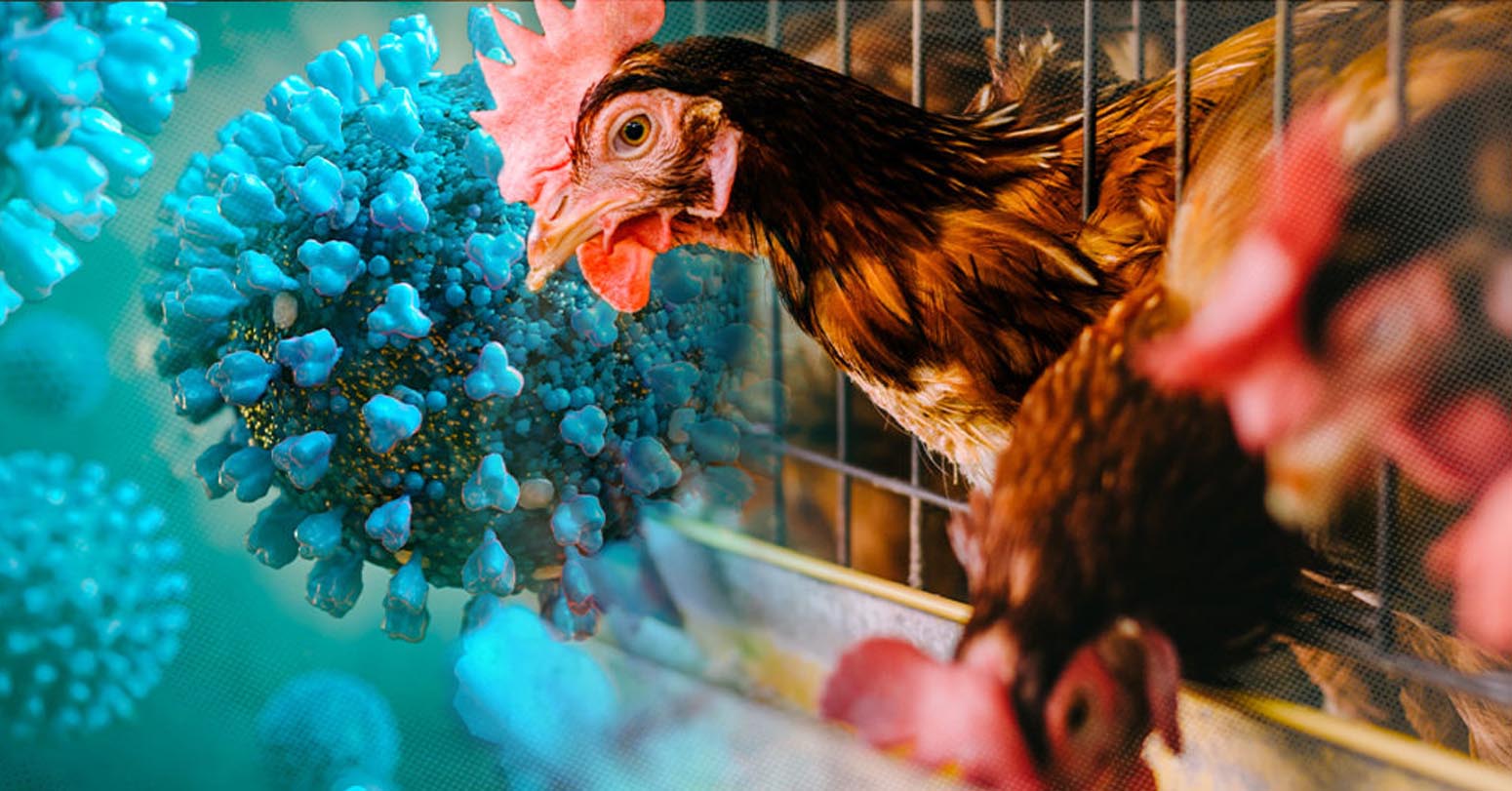 Avian Influenza A (H9N2) – India – Quarantine Unit